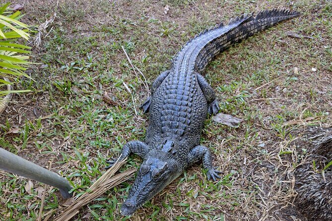 Litchfield Park & Jumping Crocodile Cruise - FAQs