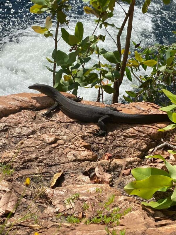 Litchfield VIP Tours, Litchfield National Park, Day Tours, - The Sum Up: Who Will Love This Tour?