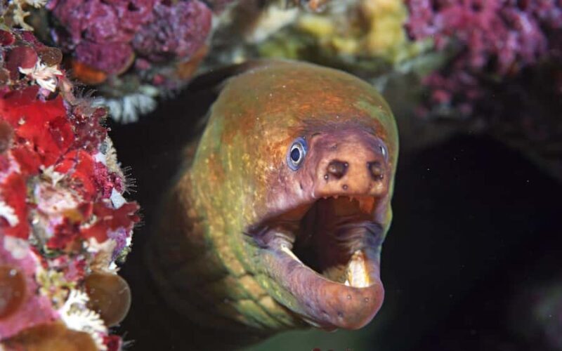 Little Barrier Island: Full-Day Scuba Dive Charter - Who Will Love This Tour?