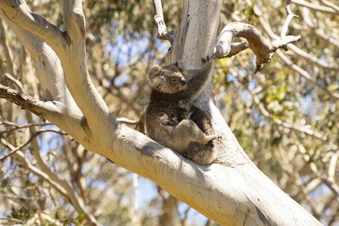 Little Koala Walking Tour - Exploring the Little Koala Walking Tour: An Authentic Experience on Kangaroo Island