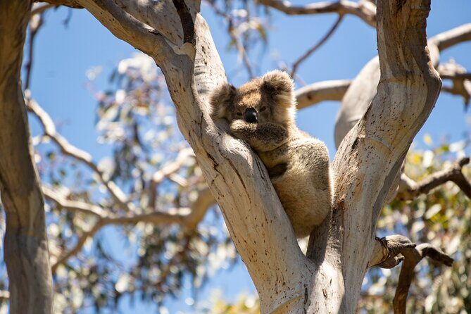 Little Koala Walking Tour - Key Points