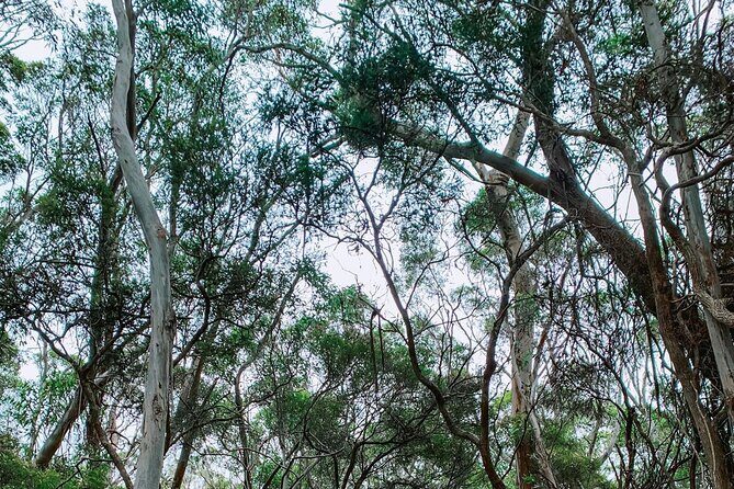 Little Koala Walking Tour - FAQs