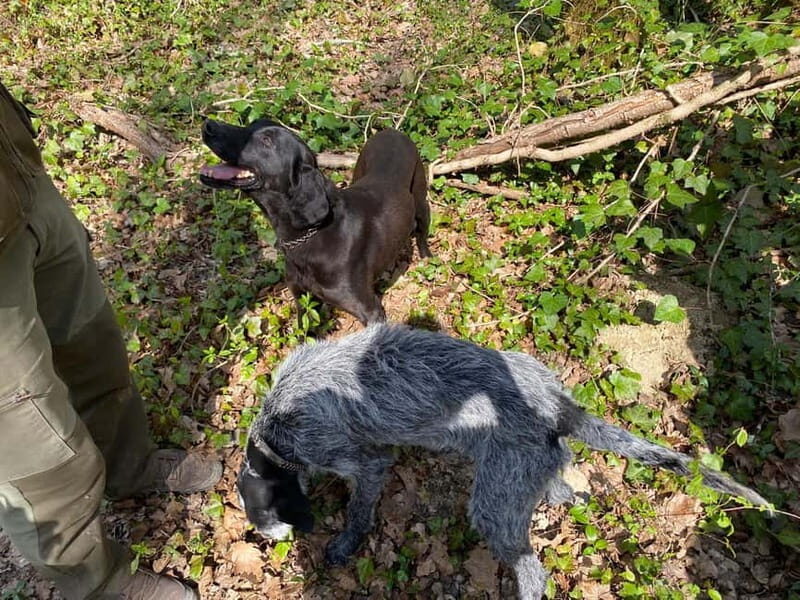 Livade: Guided Truffle Hunting Walking Tour - Why You Should Consider This Tour