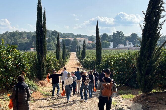 Live an Experience Among Orange Trees in Huerto Ribera - Introduction: Why This Tour Is Special
