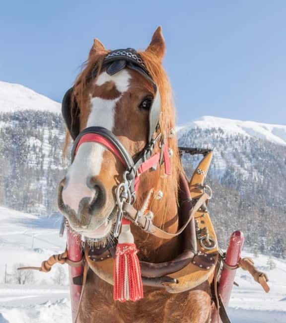 Livigno: Horse-Drawn Sleigh Ride with Blankets - Frequently Asked Questions