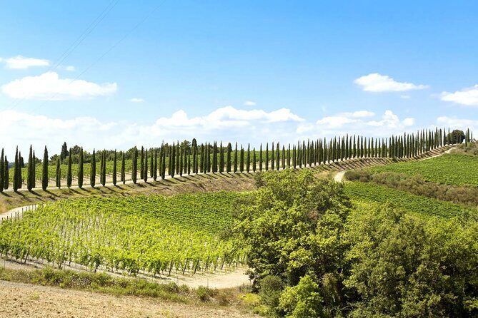 Livorno shore excursion: Bolgheri and Supertuscan private tour - The Value of a Private Wine and Village Tour