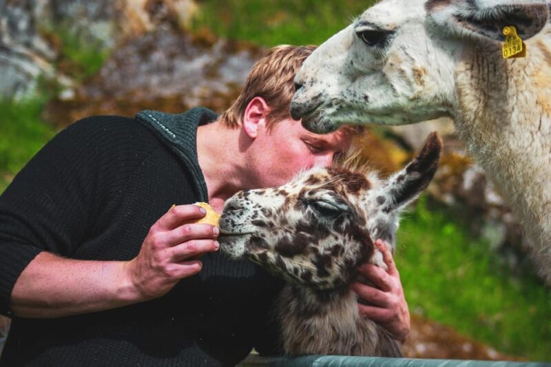 Ljøen, Hellesylt: Ljøen Farm Tour - The Sum Up