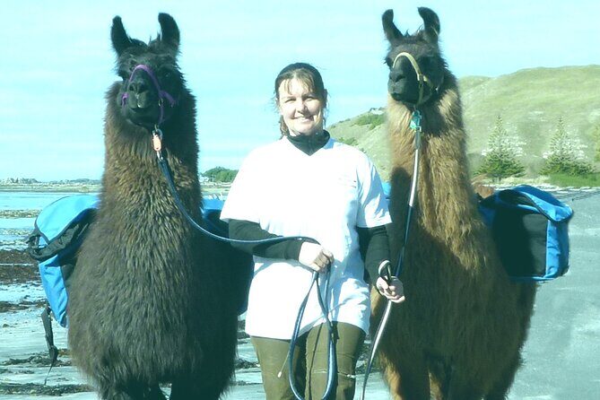 Llama Trek (Half-day) - Kaikoura Bay, Beaches & Seal Colony - Discover the Charm of a Half-Day Llama Trek in Kaikoura