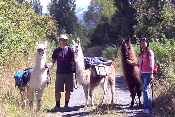 Llama Trek (Taster) - Kowhai River Valley and Native Woodland Tour - Exploring the Llama Trek Experience