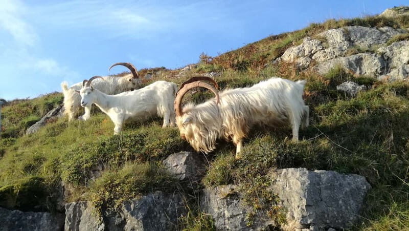 Llandudno: Snowdonia Bodnant Gardens & Castles Private Tour - FAQ