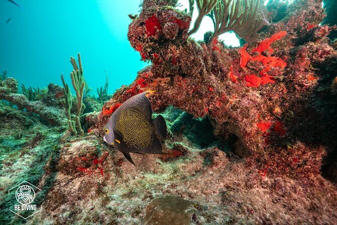 Local Dive in Playa del Carmen - Authentic Insights from Reviewers