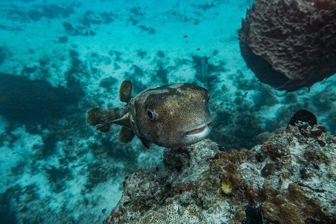 Local Dive in Playa del Carmen - Who Should Consider This Tour?