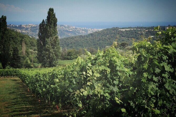 Local Wine Tasting , Grasse perfumerie , and Provençal villages - What Makes This Tour Stand Out?