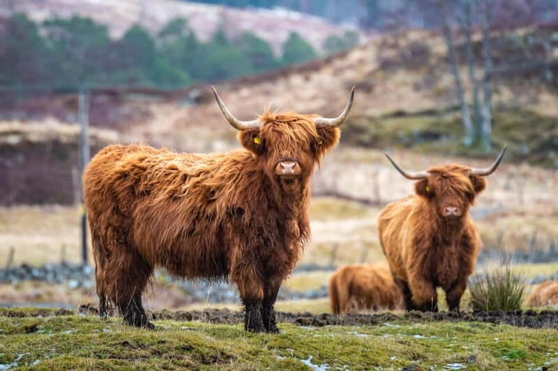 Loch Lomond, the Highlands & Hairy Coos (Small Group) - Key Points