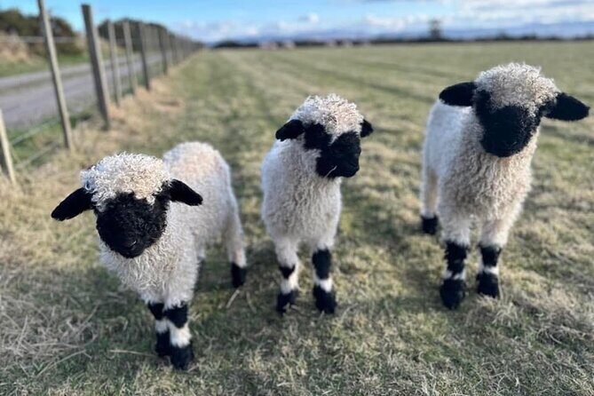 Loch Ness, Culloden, Clava and whisky/gin tour from Inverness. - Why This Tour Is Worth Considering