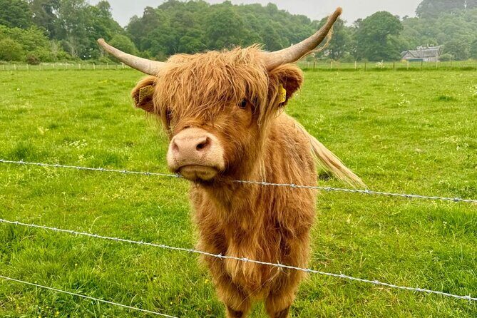 Loch Ness, Culloden, Clava and whisky/gin tour from Inverness. - What Travelers Are Saying