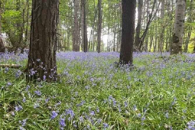 Loch Ness, Culloden, Clava and whisky/gin tour from Inverness. - Transportation and Group Size