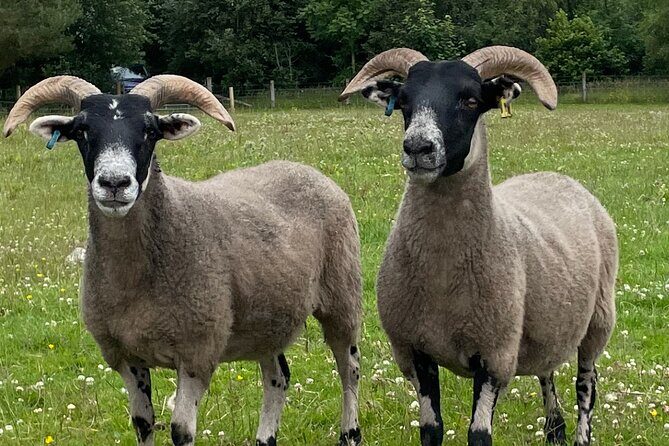 Loch Ness, Culloden, Clava and whisky/gin tour from Inverness. - Who Should Book This Tour?