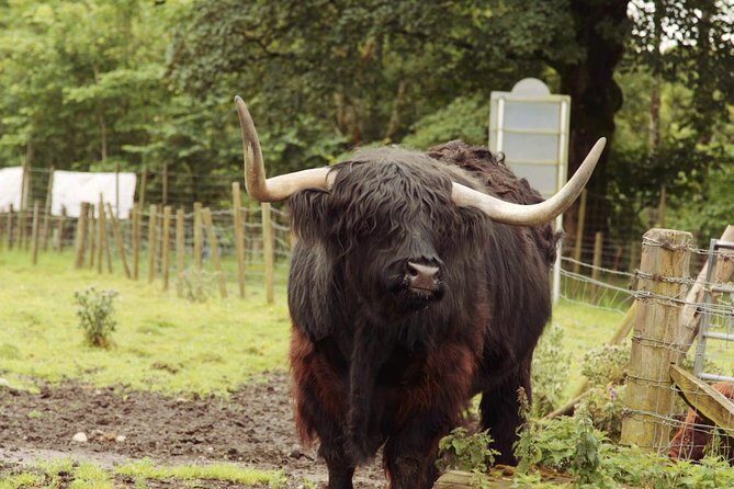 Loch Ness, Glencoe and The Scottish Highlands Tour from Edinburgh - FAQs