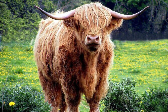 Loch Ness, Outlander and Highlands Private Chauffeur Tour from Inverness - Final Thoughts: Is It Worth It?