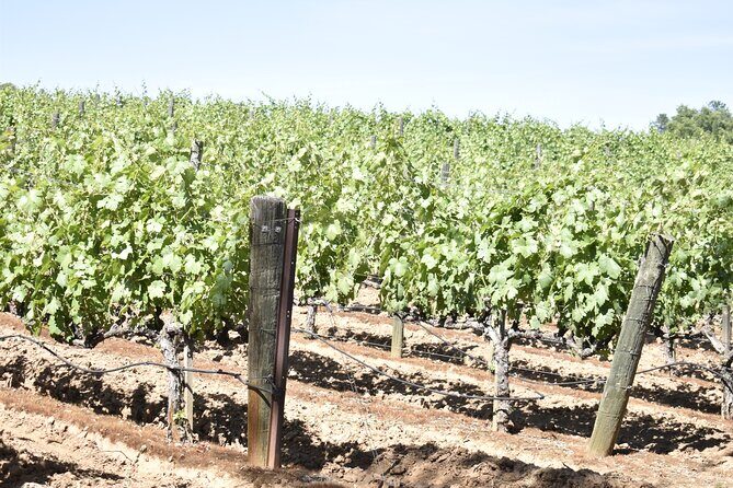 Lodi wine tasting tours Customized private 1 to 14 passenger - An Authentic and Flexible Wine Tour in Lodi