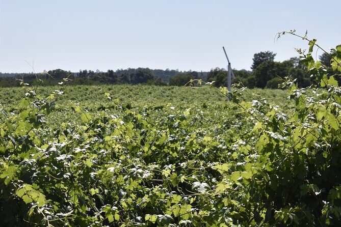 Lodi wine tasting tours Customized private 1 to 14 passenger - Who Will Love This Tour?