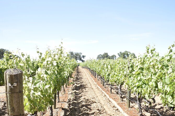 Lodi wine tasting tours Customized private 1 to 14 passenger - FAQ