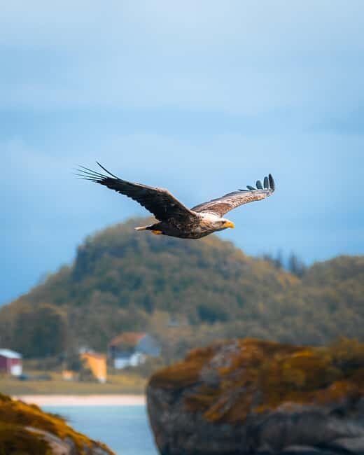 Lofoten: Chinese speaking photo tour - Svolvær to Å - FAQ