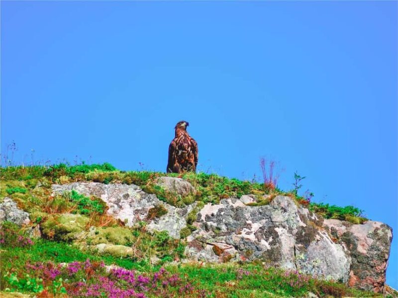 Lofoten: Sea Eagle Sunset Cruise - The Wildlife: Why This Tour Is Special for Bird Lovers