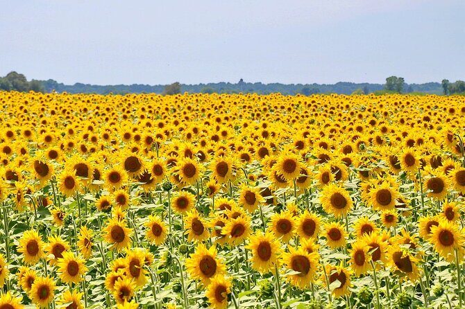 Loire Valley Day Trip from Paris with Small Group - Final thoughts