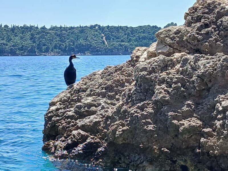 Lokrum Island Scenic Hike: History, Nature & Stories - Who Will Love This?