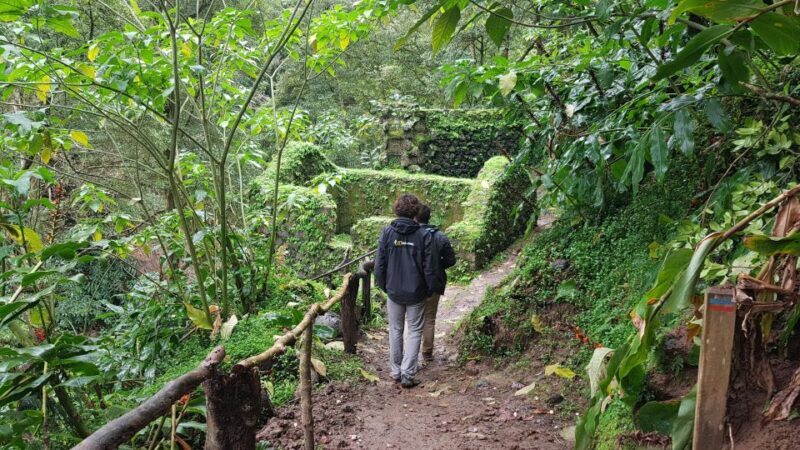 Lomba de São Pedro: Waterfall Hiking Tour with Tea Tasting - An In-Depth Look at the Tour