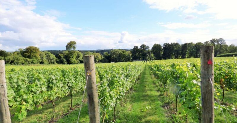 London: Full-Day English Wine Tour with Lunch - An In-Depth Look at the Tour