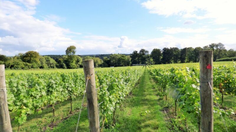 London: Full-Day English Wine Tour with Lunch - FAQs