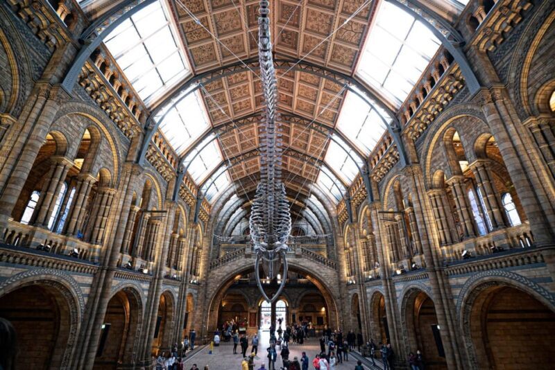 London: Guided Tour of the Natural History Museum - What to Expect from the Guided Tour