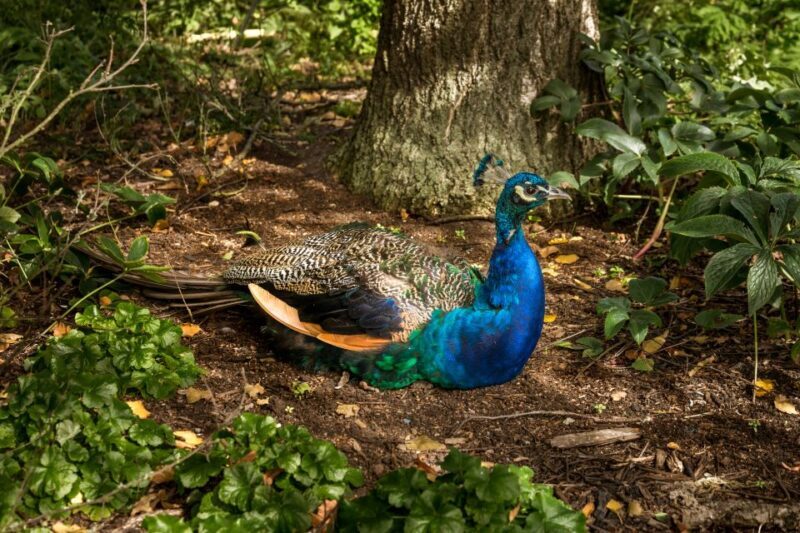 London: Kew Gardens Admission Ticket - A Deep Dive into the Kew Experience