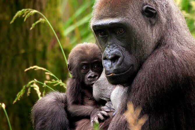 London Zoo Entry Ticket - Practical Details and Visitor Tips