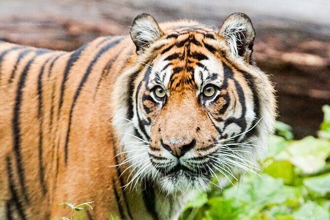 London Zoo Entry Ticket - Real Visitor Insights