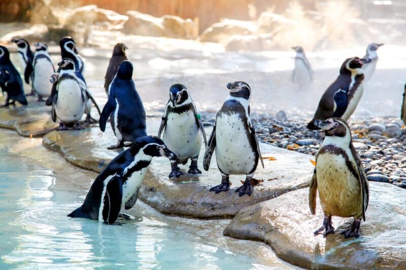 London Zoo: Entry Ticket - Authentic Experiences and Insights