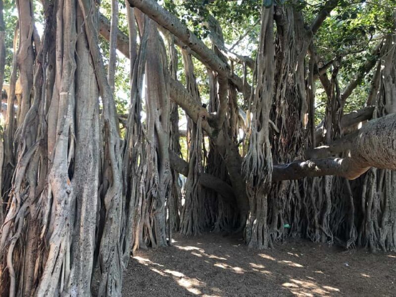 Lone Pine and Brisbane City Highlights - Key Points