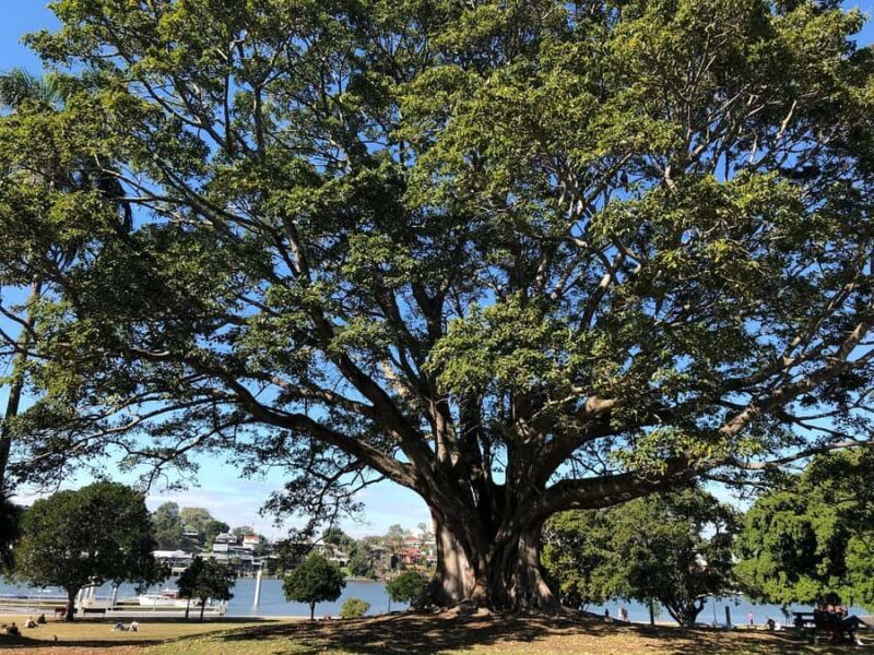 Lone Pine and Brisbane City Highlights - Final Word