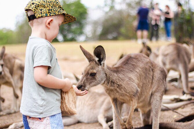 Lone Pine Koala Sanctuary Day Pass - An In-Depth Look at the Experience