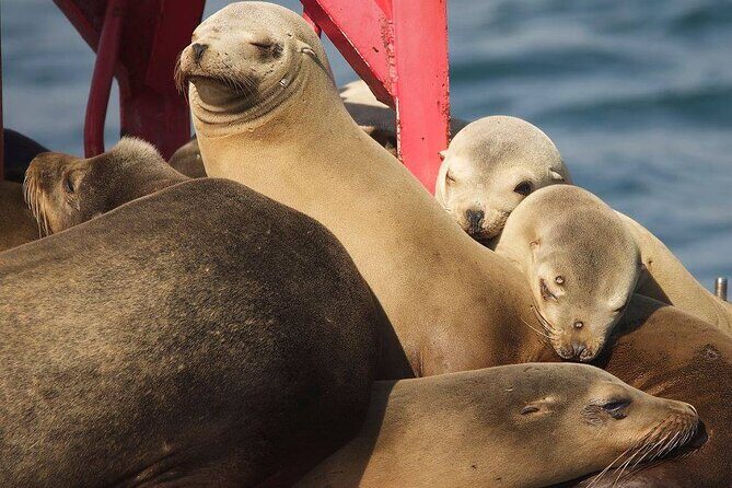 Long Beach Harbor 45-Minute Boat Tour - Practical Details & Tips