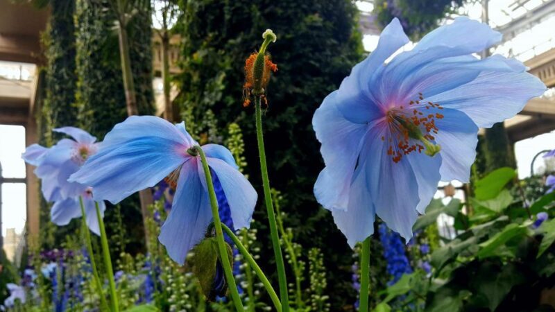 Longwood Gardens Holiday Lights Tour from Philadelphia - Real Traveler Experiences & Insights