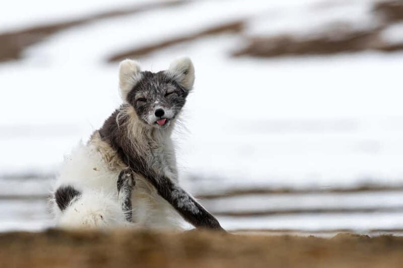 Longyearbyen: Wildlife Safari & Hiking Photography Tour - Key Points  