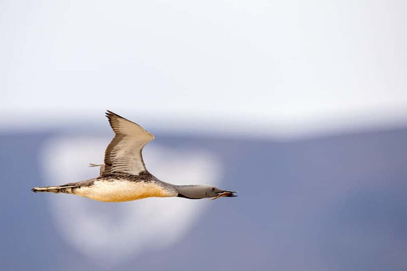Longyearbyen: Wildlife Safari & Hiking Photography Tour - Practical Details & Considerations