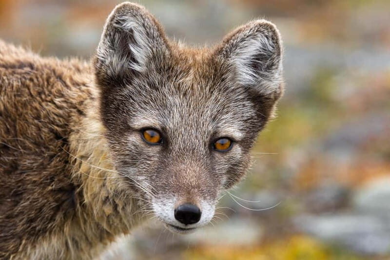 Longyearbyen: Wildlife Safari & Hiking Photography Tour - Final Thoughts