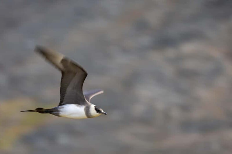 Longyearbyen: Wildlife Safari & Hiking Photography Tour - FAQs