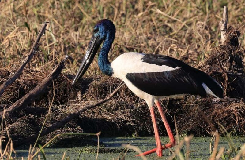 LookAbout Darwin Wetlands Wildlife Premium Tour Max 6 Guests - Final Thoughts: Is This Tour Worth It?