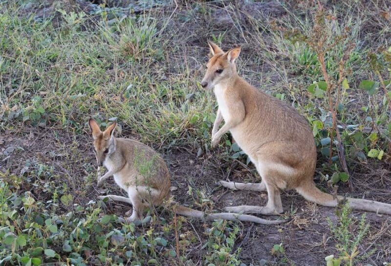 LookAbout Darwin Wetlands Wildlife Premium Tour Max 6 Guests - Who Should Book This Tour?